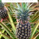 How to Cut a Fresh Pineapple - Healthy World Cuisine